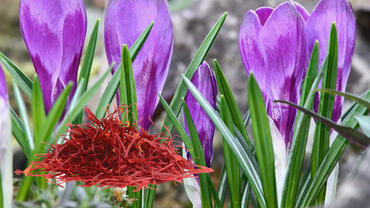 Saffron Indoor farming – resetagri