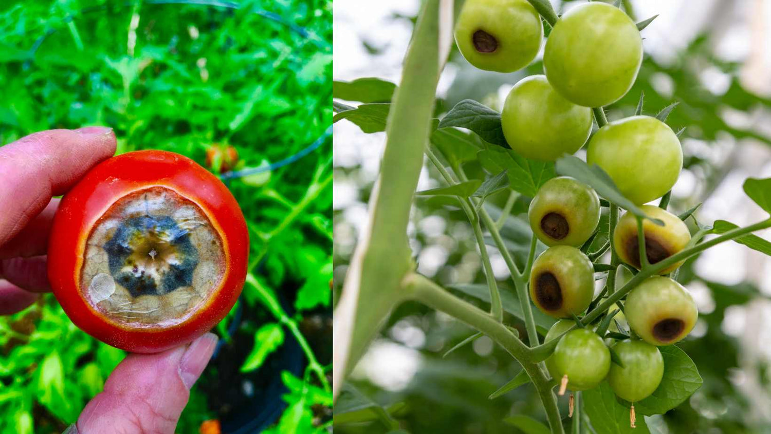 Conquering Blossom End Rot: Unveiling the Calcium Deficiency Culprit i ...