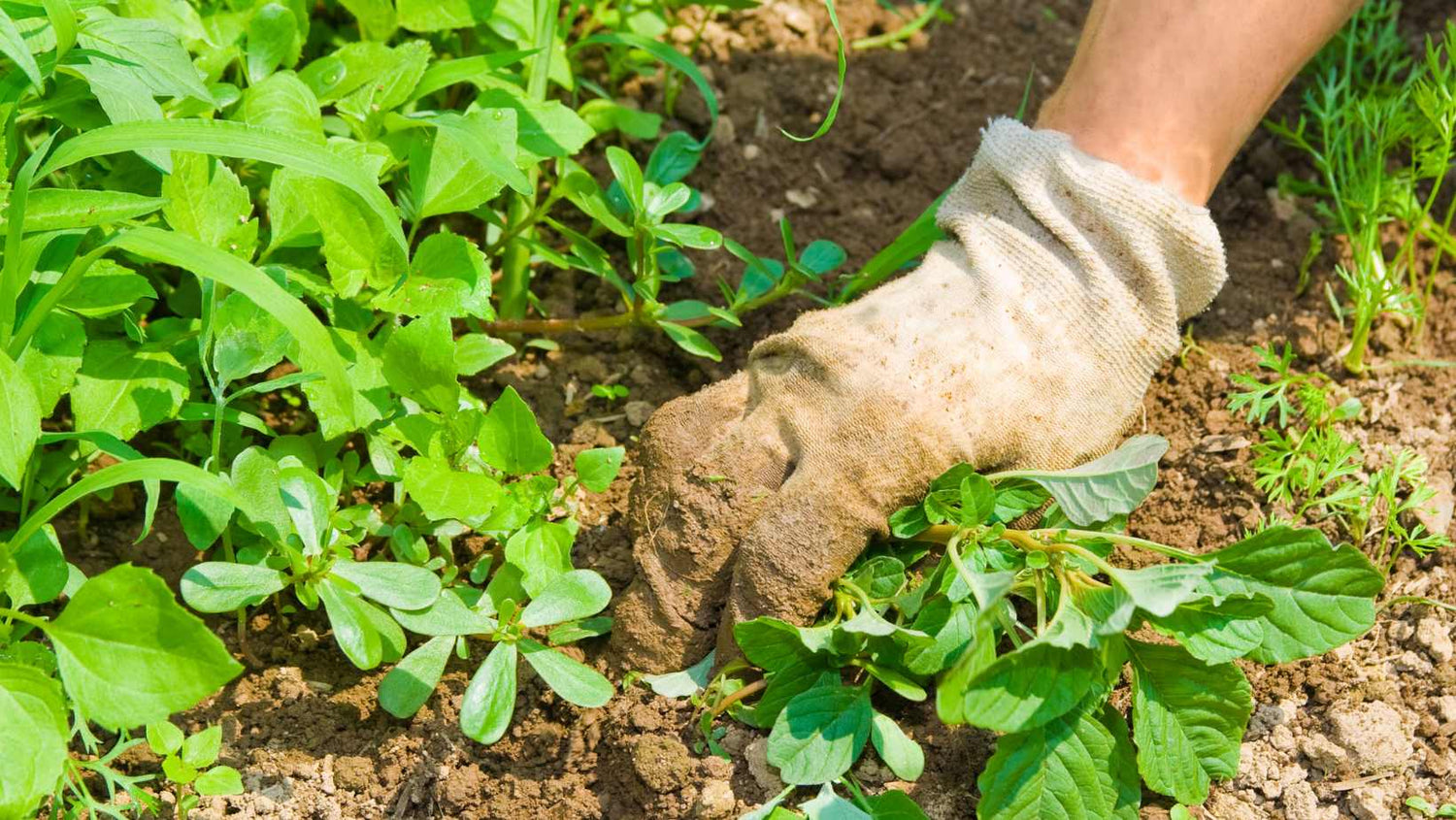Weed Control: The Secret to Success is Understanding the Weed Life Cyc ...