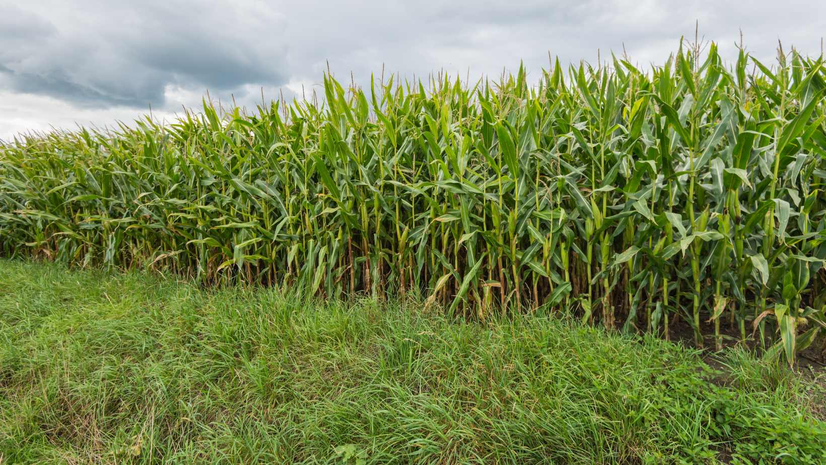 Cultivation of fodder maize in India – resetagri