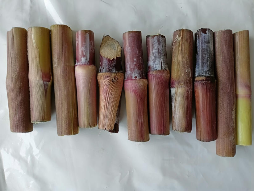 Australian Red Napier Foodler Grass Sticks | 50 Sticks Pack | Best Nap ...