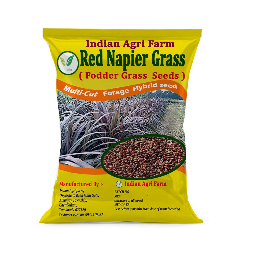Iagrifarm Red Napier Grass Seed - 100 g - High Yield Multicut Fodder G ...