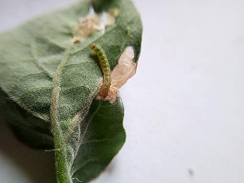 Green Revolution Tuta O absoluta Pheromone Lure (10) – resetagri