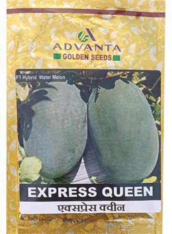 advanta upl hybrid golden EXPRESS QUEEN ASH GUARD seeds 50 pcs – resetagri
