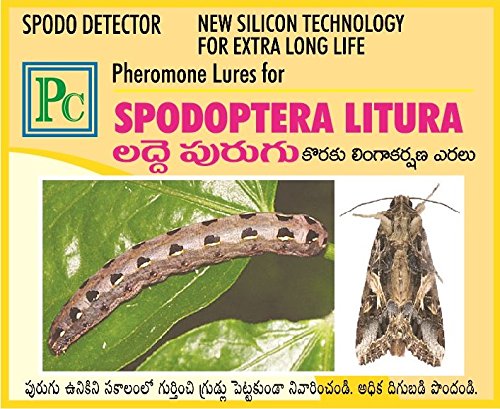 Spodoptera litura Trap – resetagri